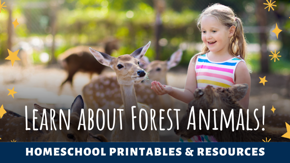Discover The Wonders Of Forest Animals | The Homeschool Quest